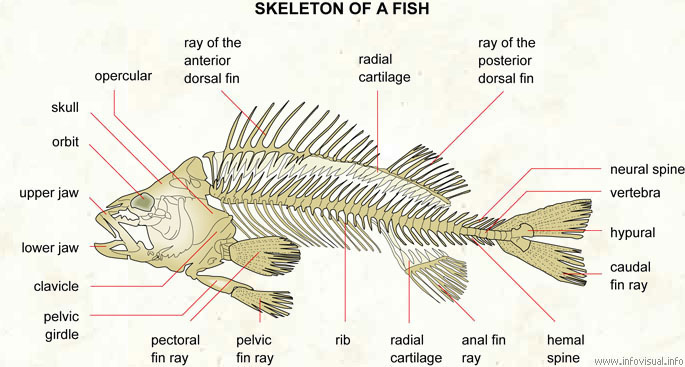 What are the small bones in fish called?
