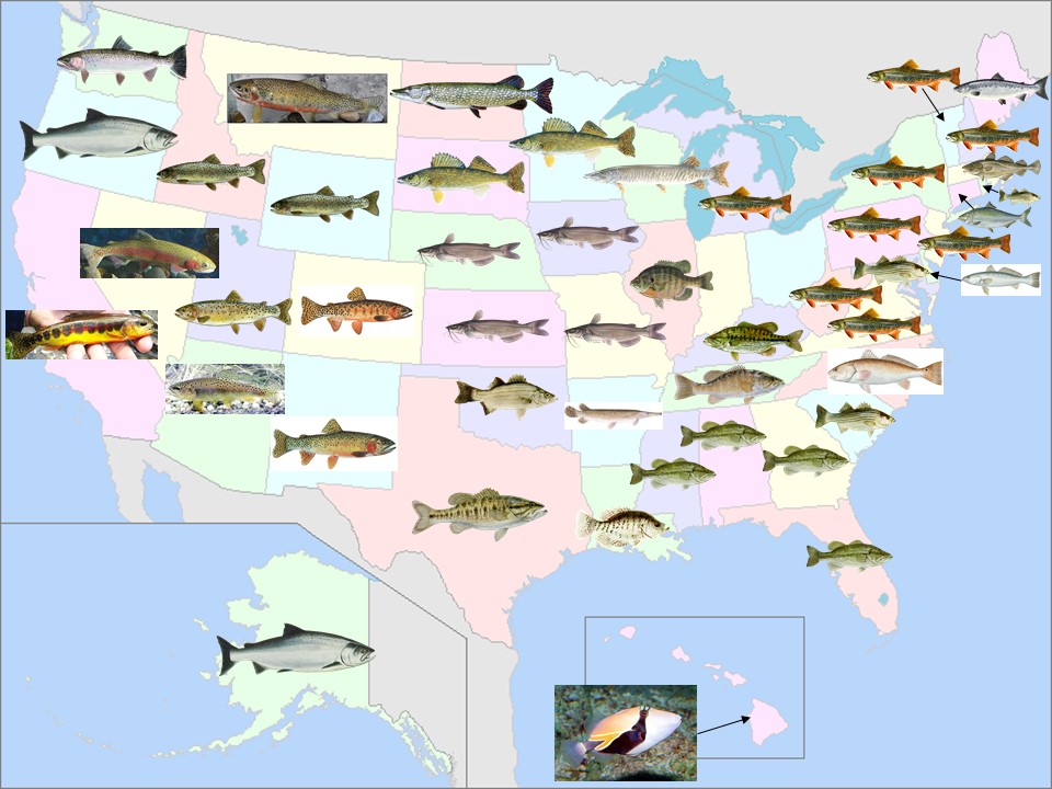 What are the state fishes of the United States?