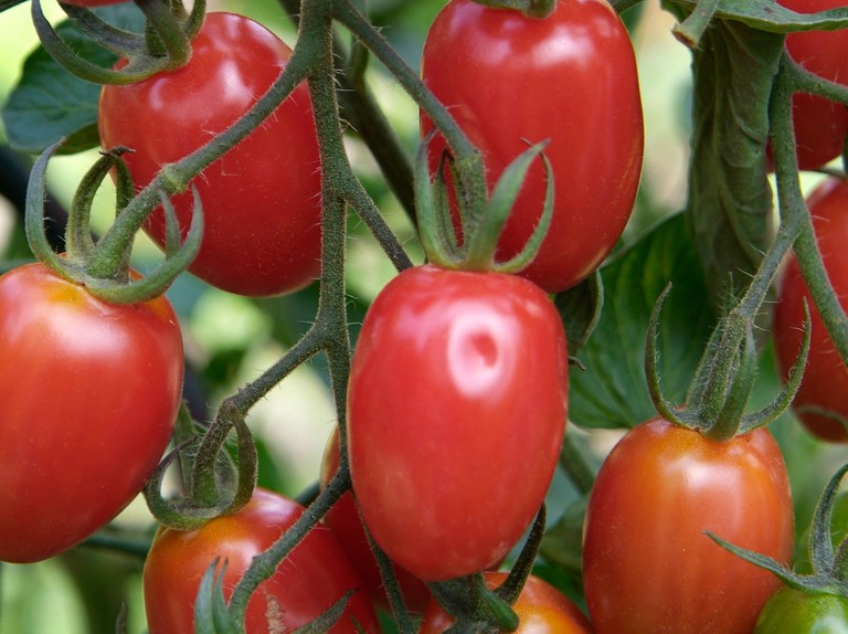 What are the sweetest tomatoes to buy?