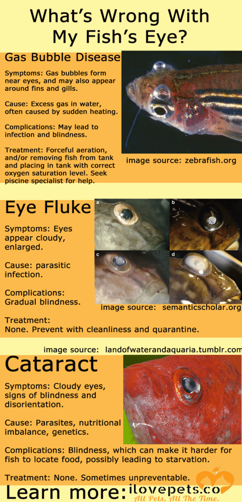 What are the symptoms of eye problems in fish?