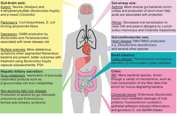 What are the symptoms of gut bacteria?