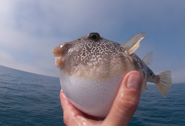 What are the symptoms of puffer fish poisoning?