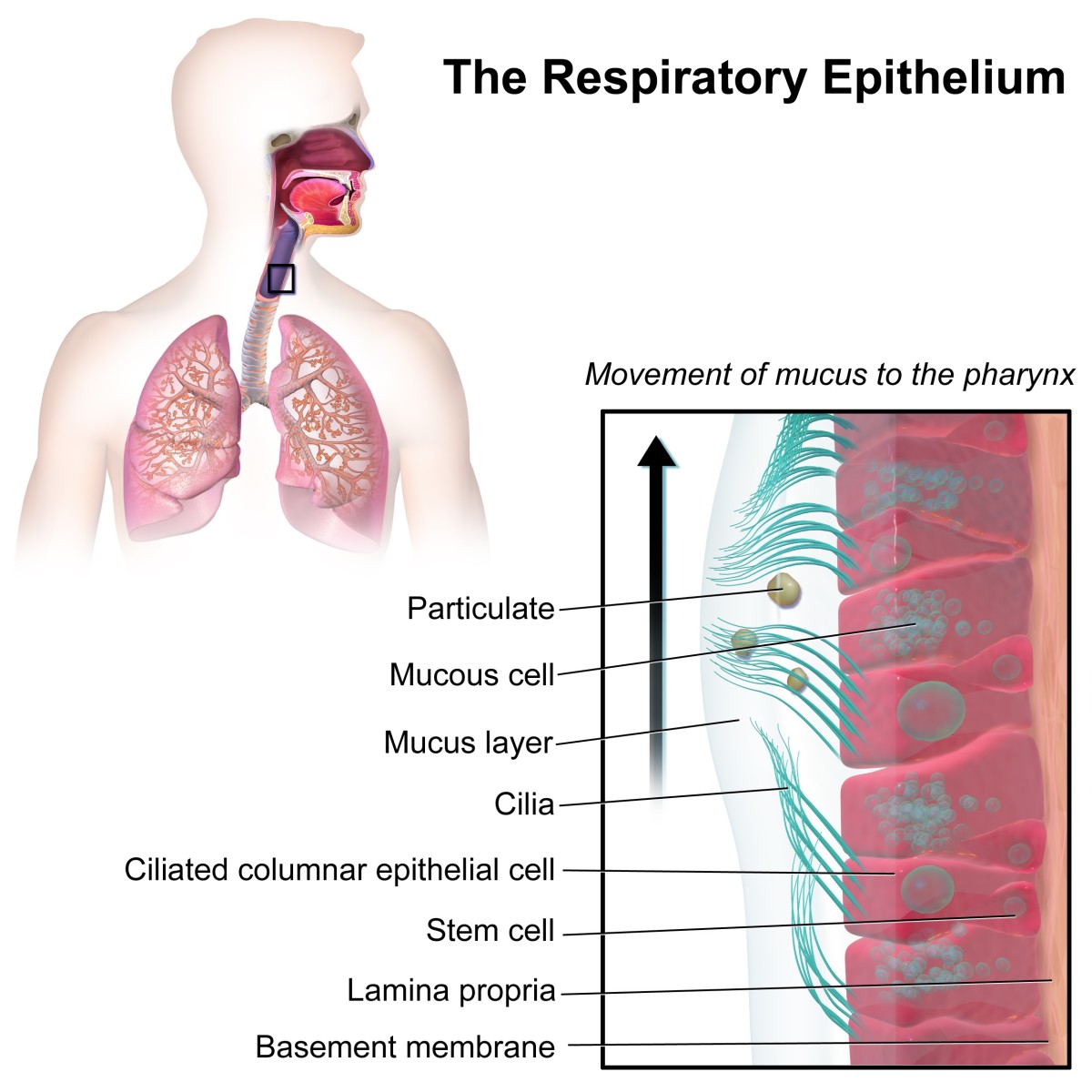 What are the three functions of mucus membranes in the respiratory tract?