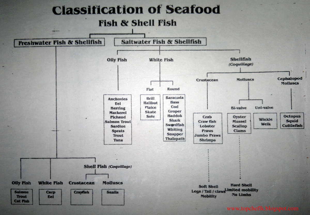 What are the three main classifications of seafood?