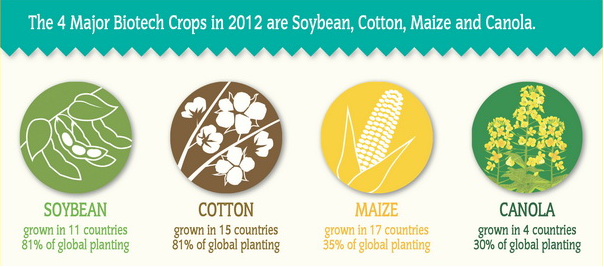 What are the three most commonly grown genetically modified crops?