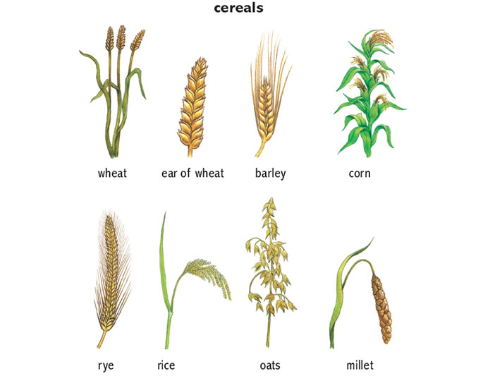 What are the three most important cereal grasses?