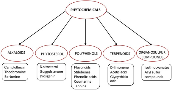 What are the three phytochemicals?