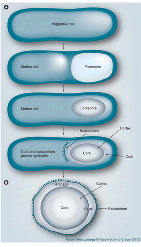 What are the three spore-forming bacteria that cause illness?