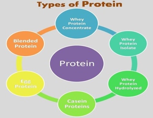 What are the three types of protein?