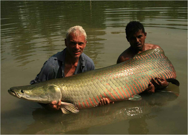 What are the top 10 largest freshwater fish?
