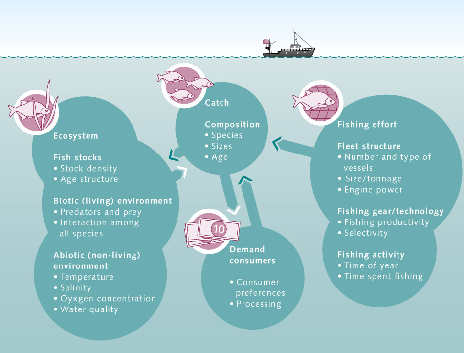 What are the two main problems that we have created by overfishing?