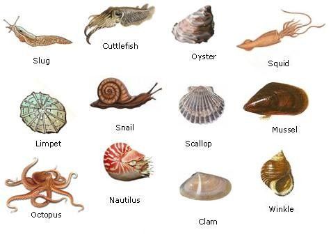 What are the two types of mollusks with shells?