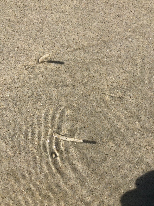 What are those things that come out of the sand?