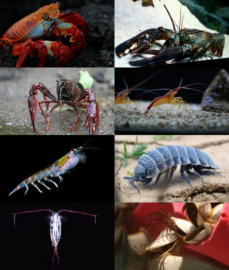 What are three examples of crustaceans?