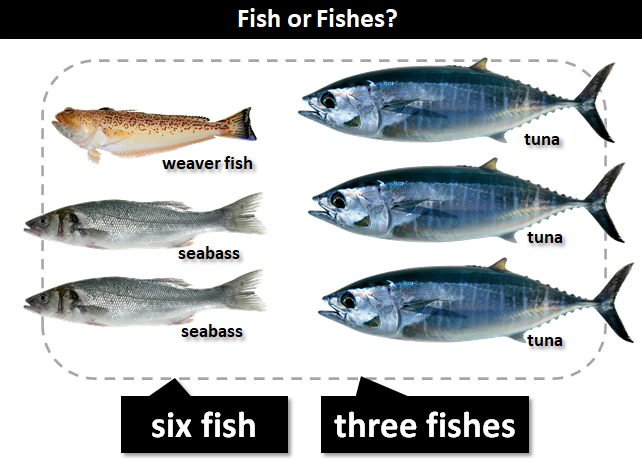 What are three fish examples?