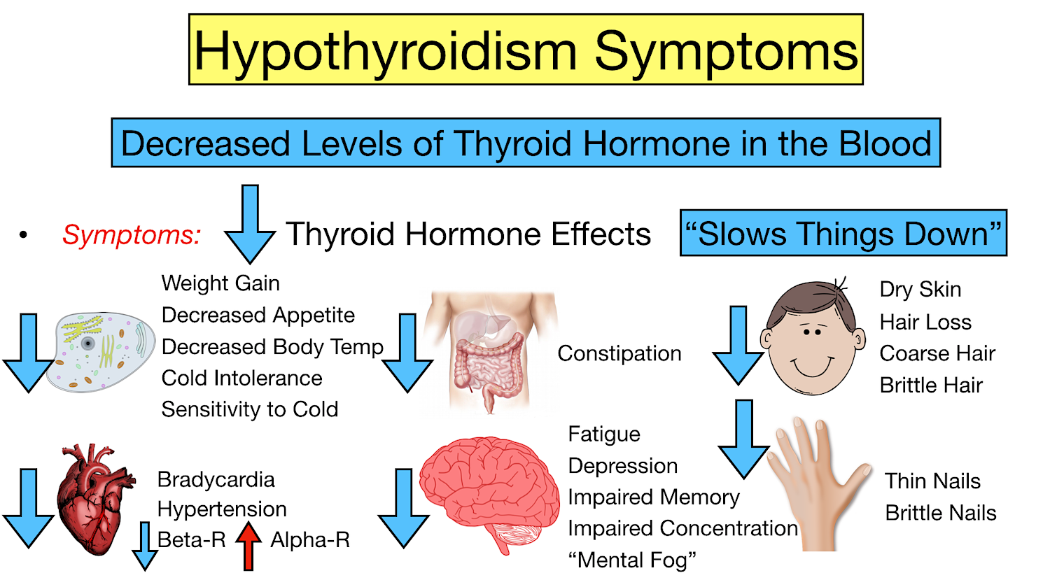 What are three symptoms of a high level of thyroid hormone?