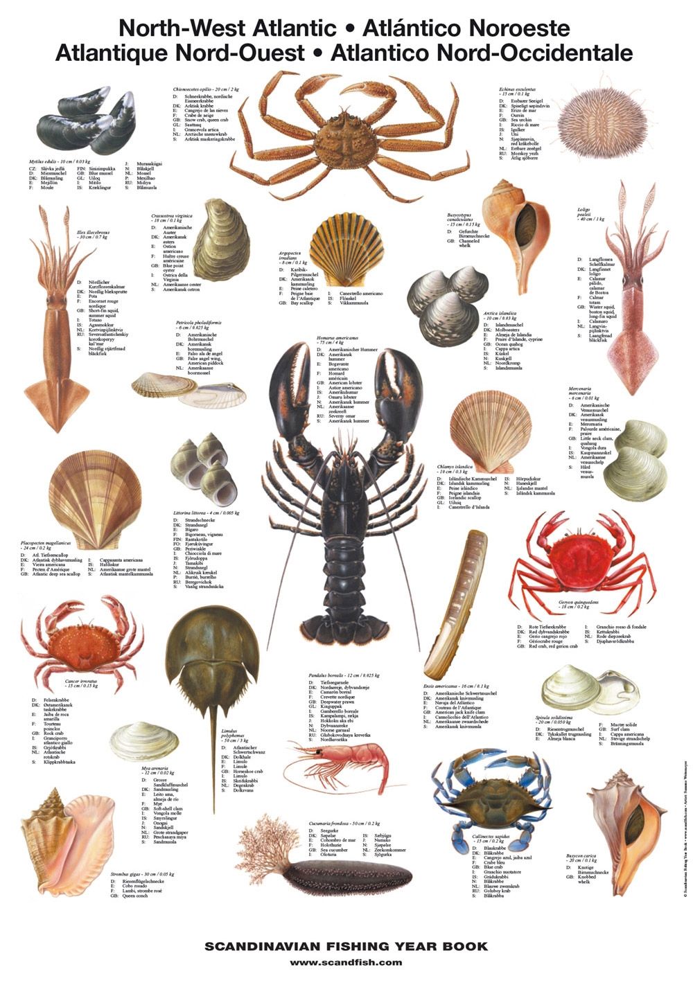 What are three types of shellfish?