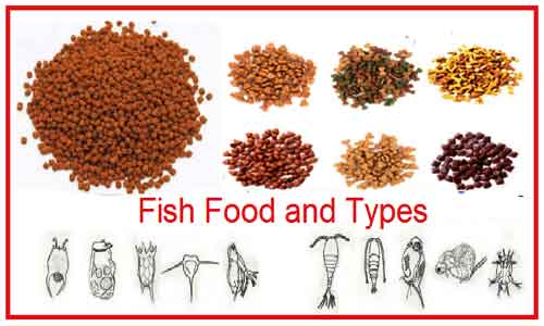 What are two main types of fish food?