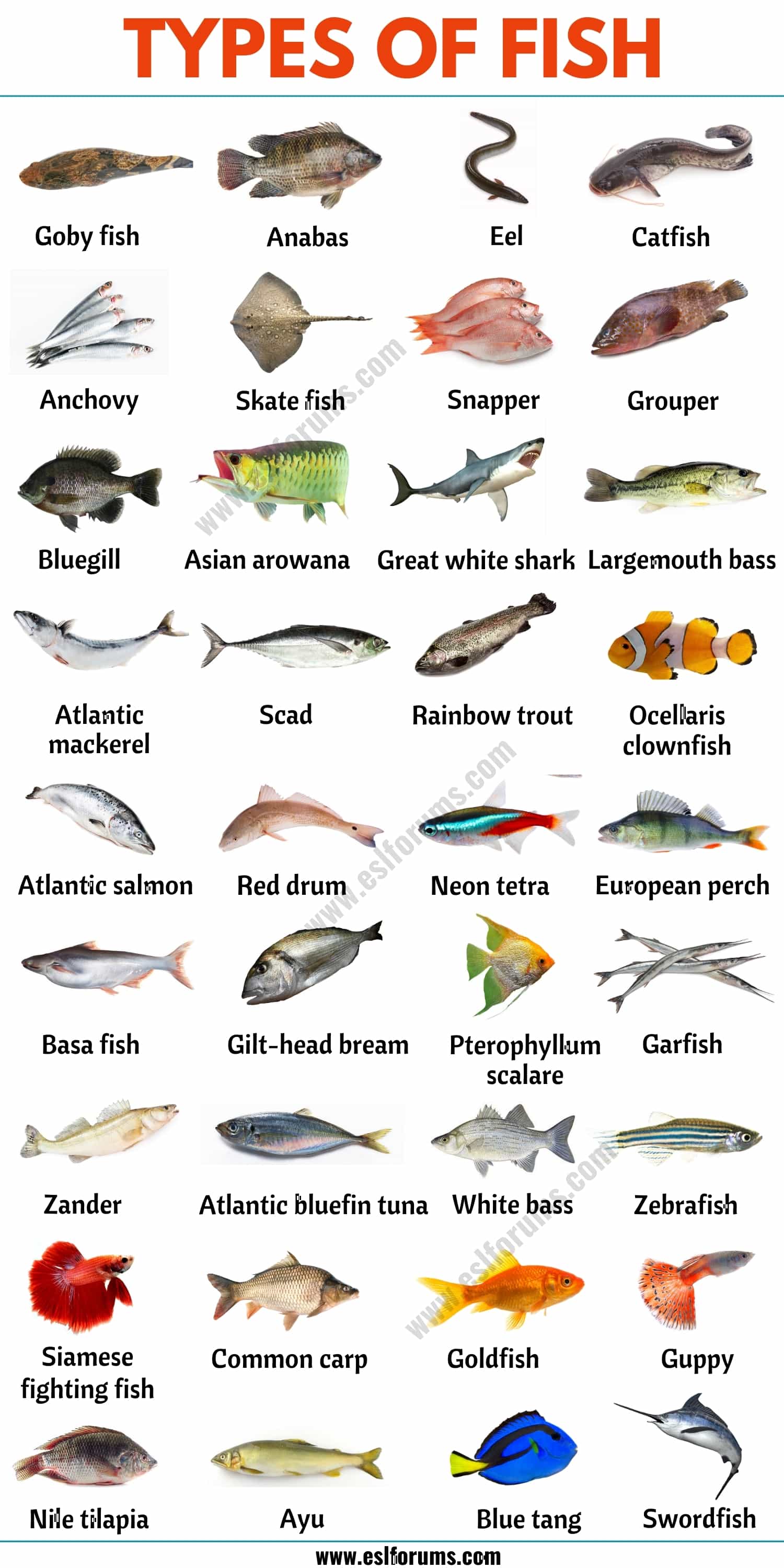 What are types of fish?