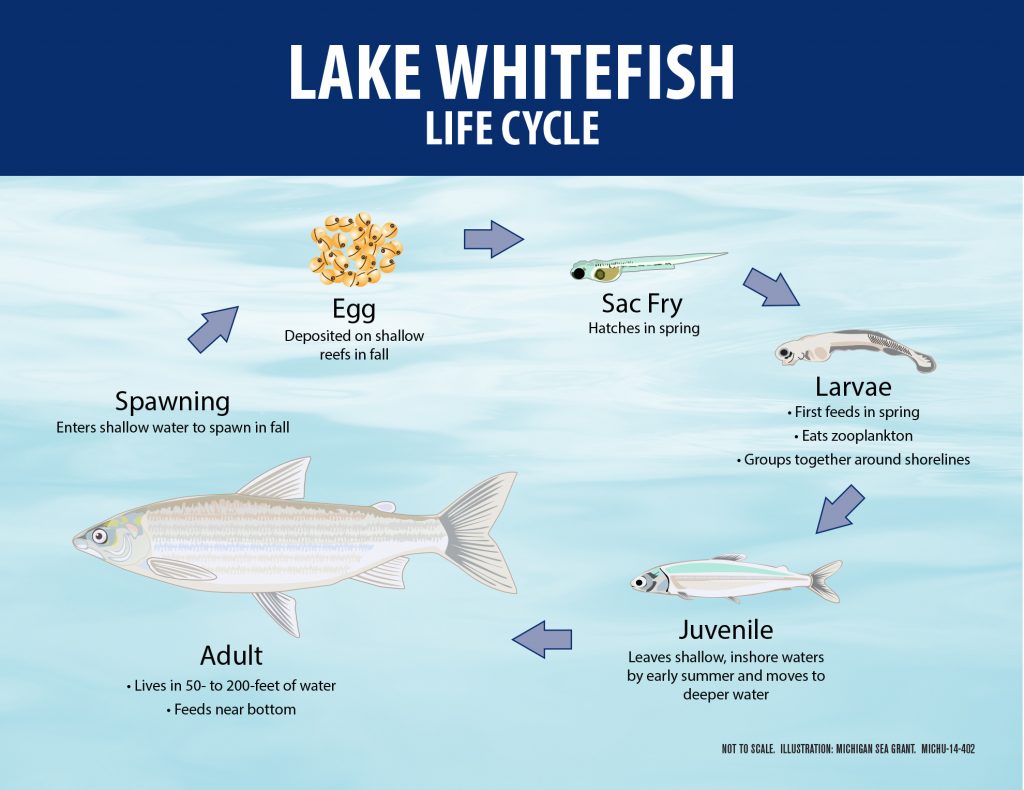 What are types of Whitefish?