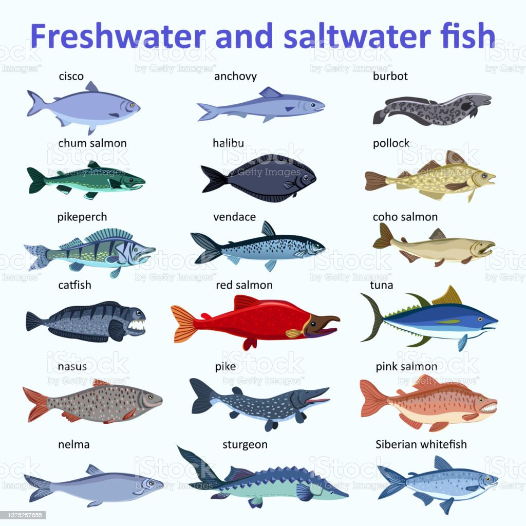 What are varieties of fish?