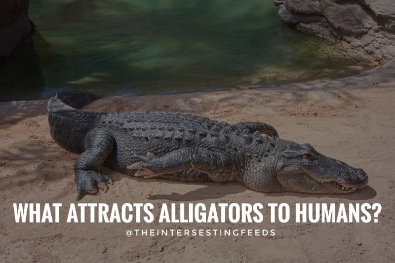 What attracts an alligator?