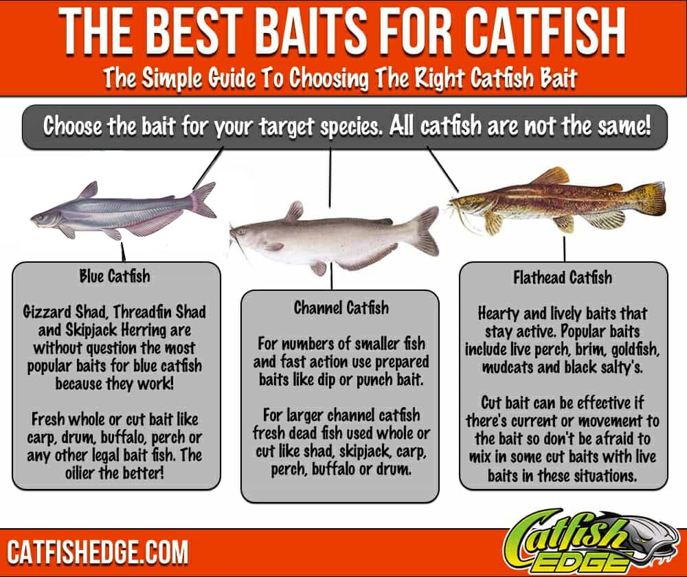 What attracts catfish the most?