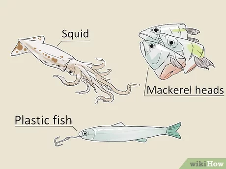 What attracts halibut?