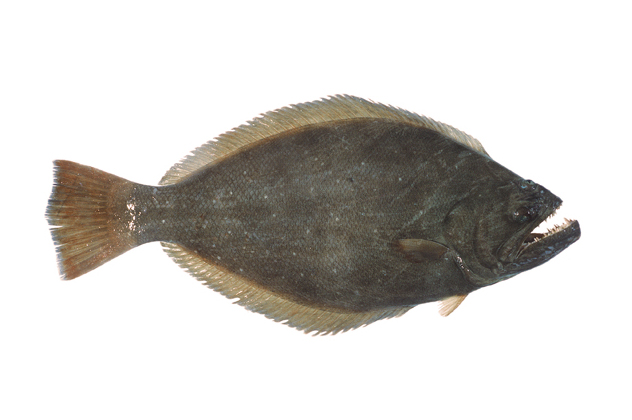 What Australian fish is like halibut?