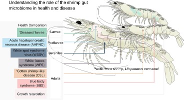 What bacteria can grow on shrimp?