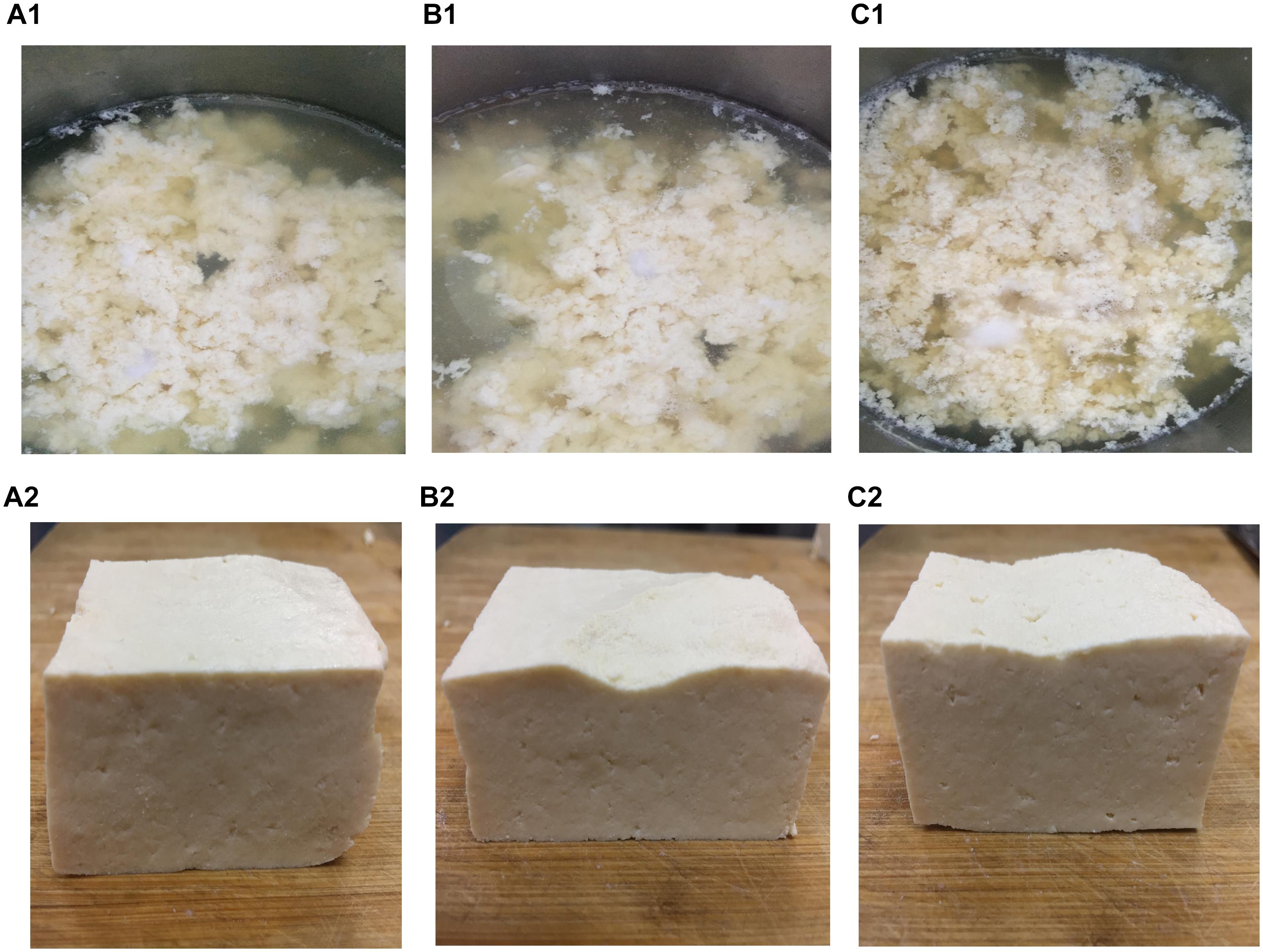 What bacteria ferments tofu?