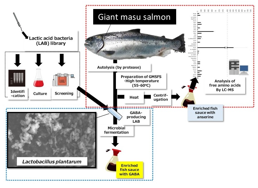 What bacteria is used to make fish sauce?