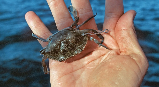 What bait do crabs like the most?