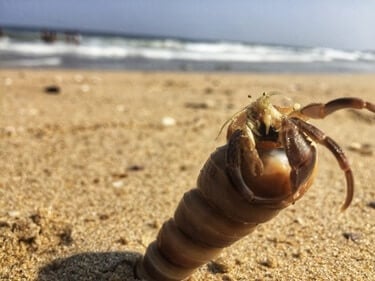 What beach can you find hermit crabs?