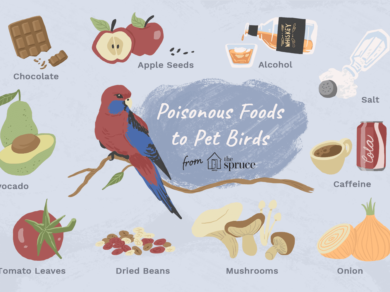 What beans are toxic to birds?