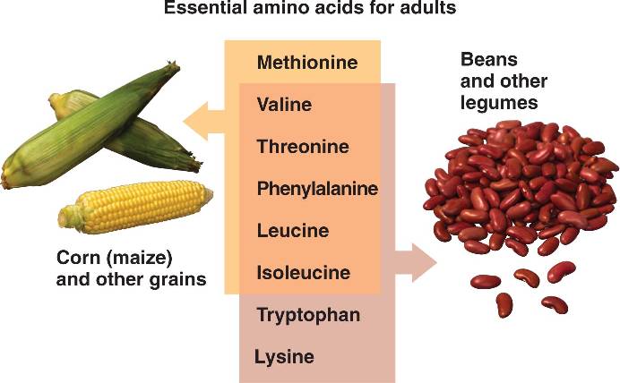 What beans have all 9 essential amino acids?