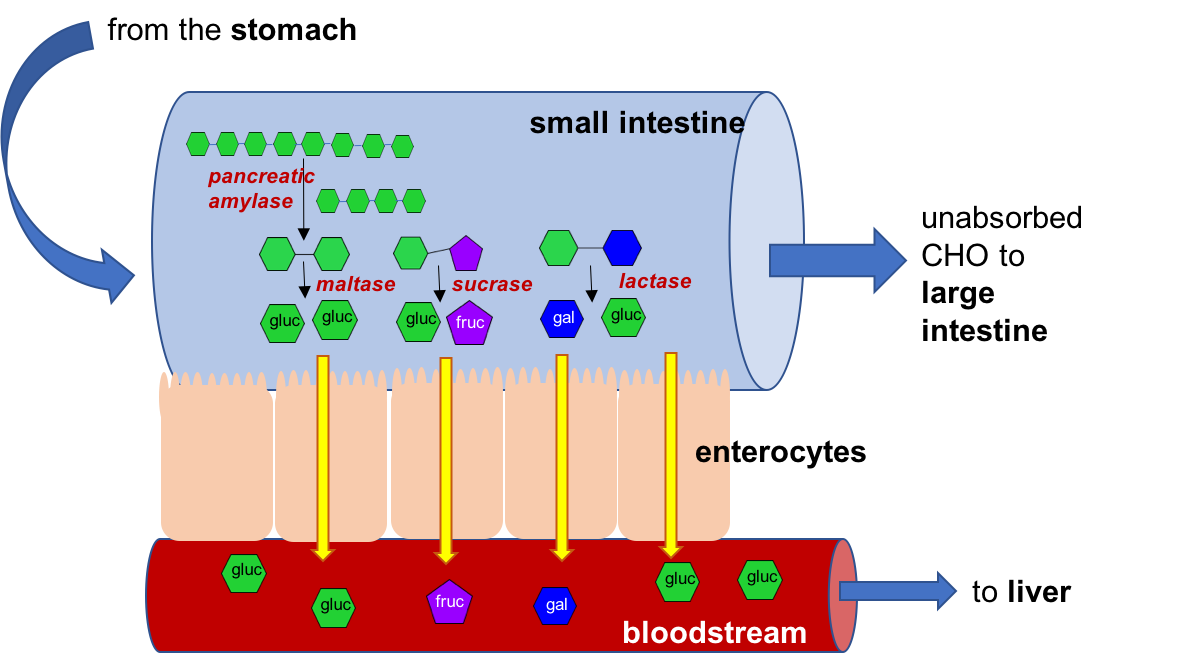 What blocks the absorption of carbohydrates?