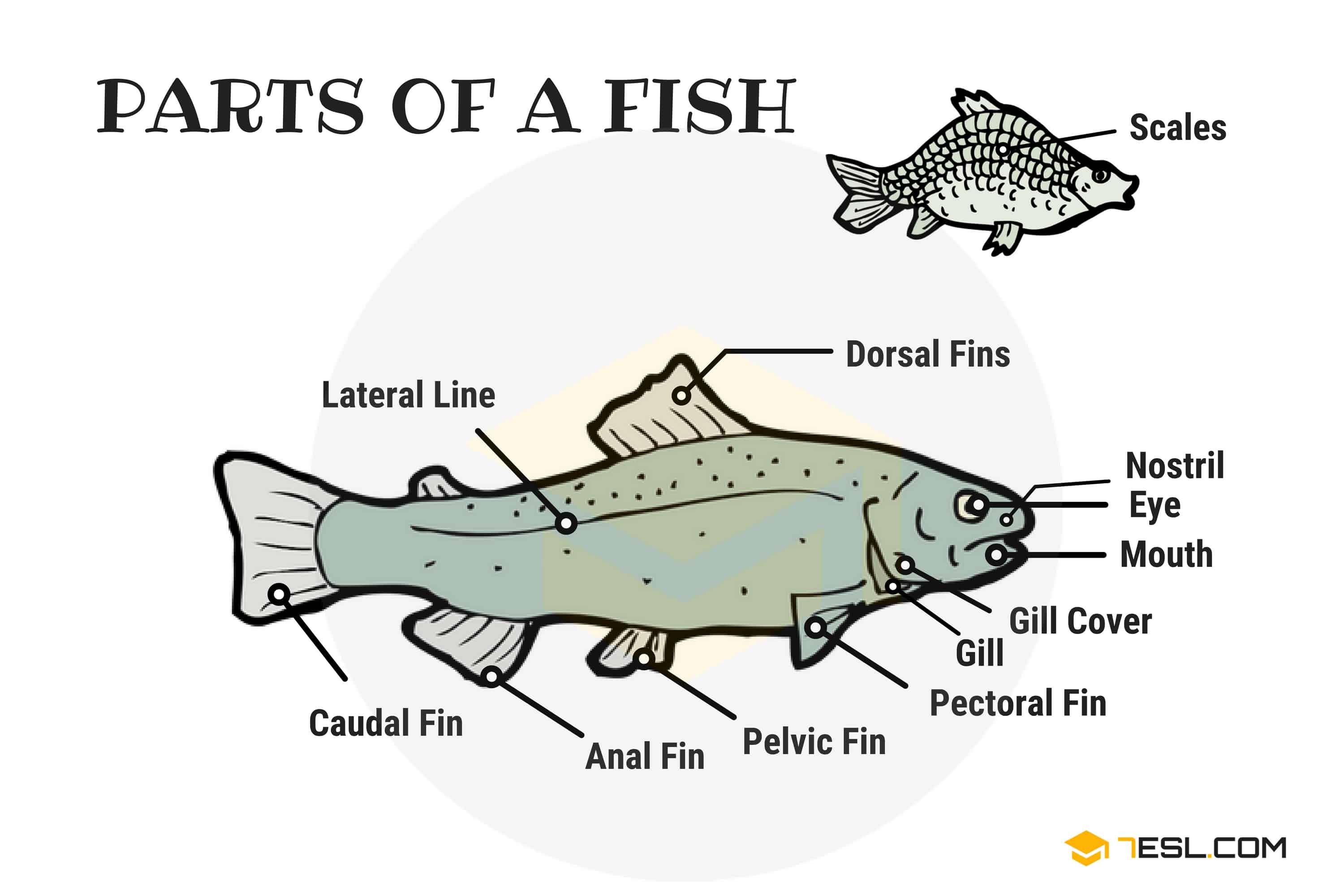 What body part does a fish use to get food?