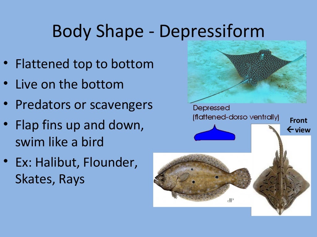 What body shape does a flounder have?