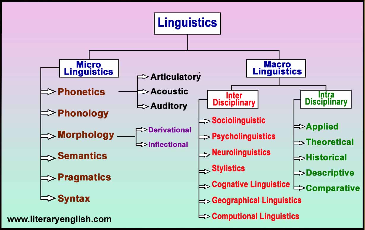 What branch of linguistics is etymology?