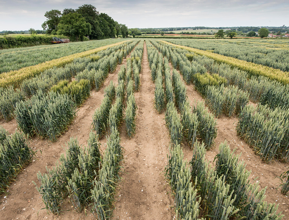 What can be done to prevent cross breeding of GM crops?