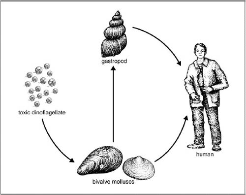 What can be done to reduce diarrhetic shellfish poisoning?