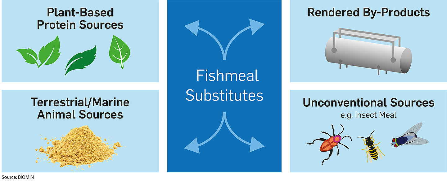 What can be substitute for fish meal?
