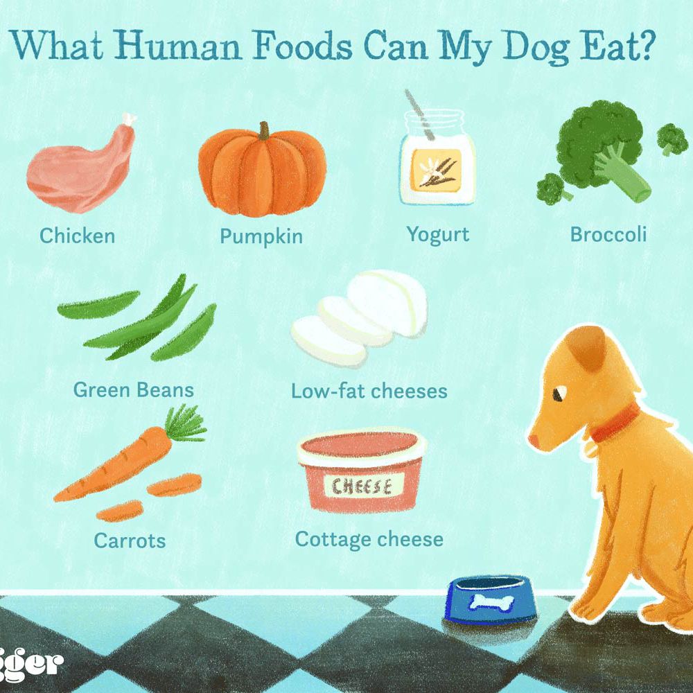 What can dogs eat instead of chicken?