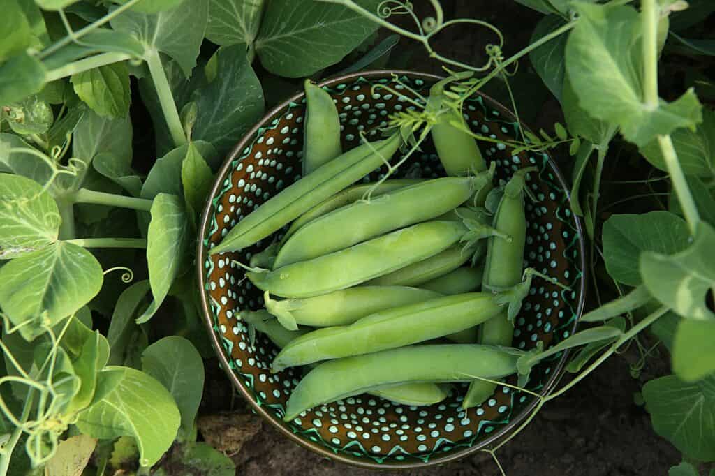 What can I do with freshly harvested peas?