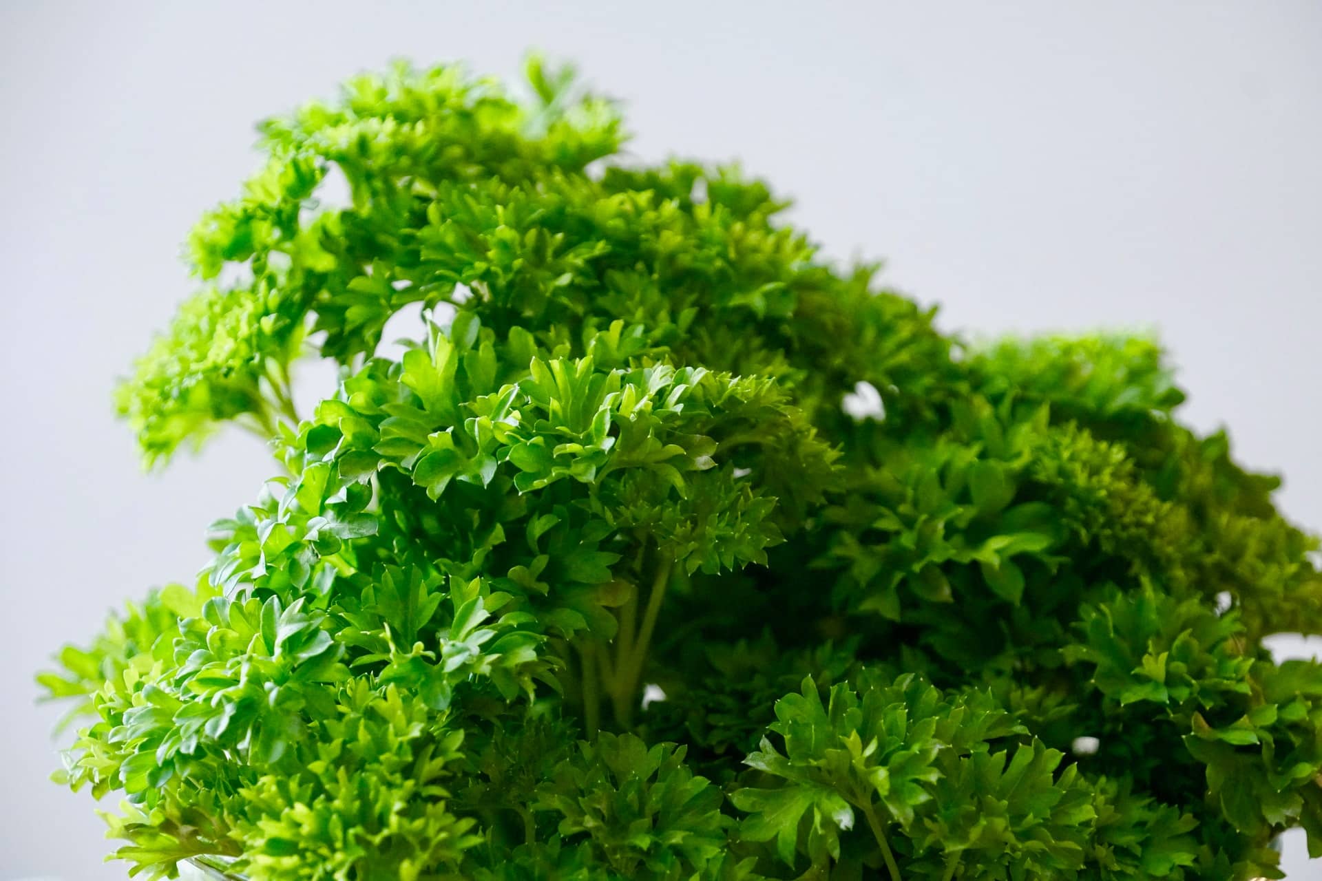 What can I do with lots of parsley from the garden?