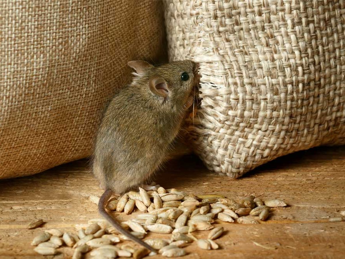 What can I feed wild mice?