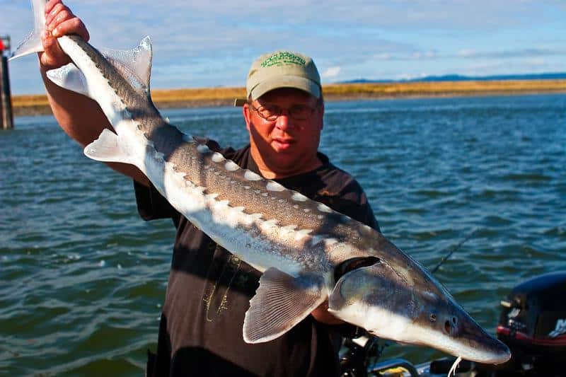 What can I fish for in the Columbia River right now?