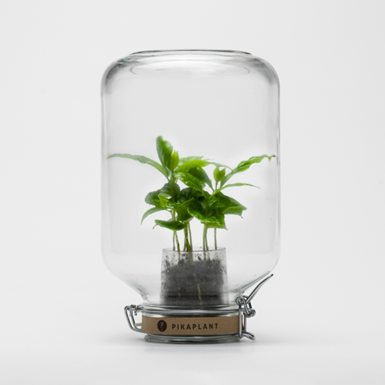 What can I grow in a sealed jar?