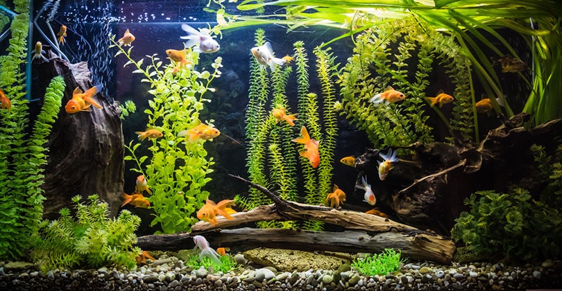 What can I put in my aquarium besides fish?